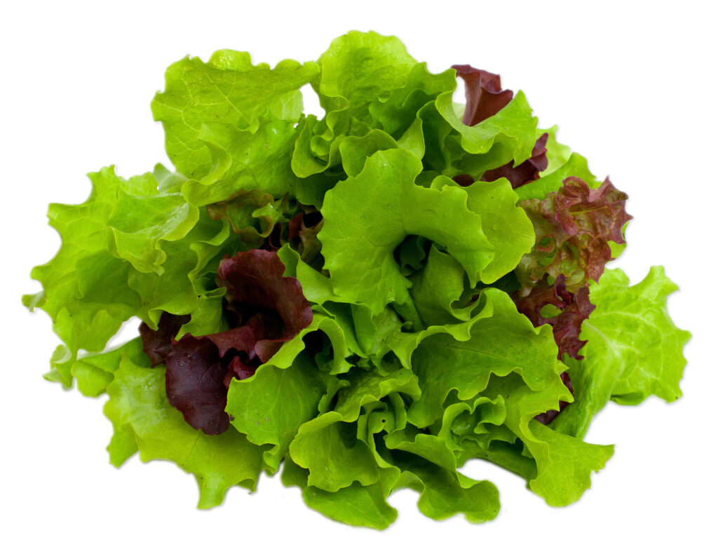 Mesclun Mix - CRYSP Farms
