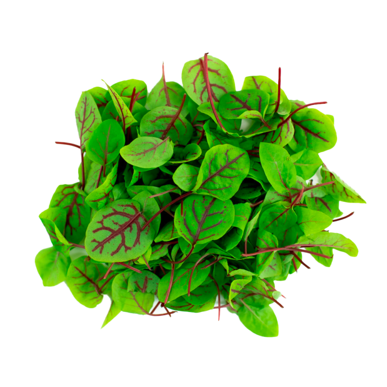 Red Veined Sorrel - CRYSP Farms