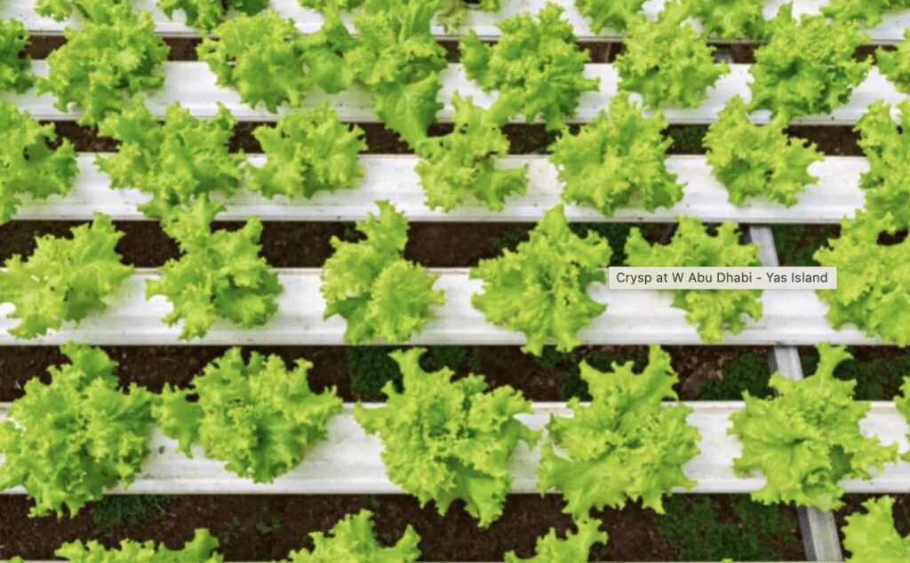 W Hotel AbuDhabi, 1 more CRYSP farm, our exciting newest addition ...